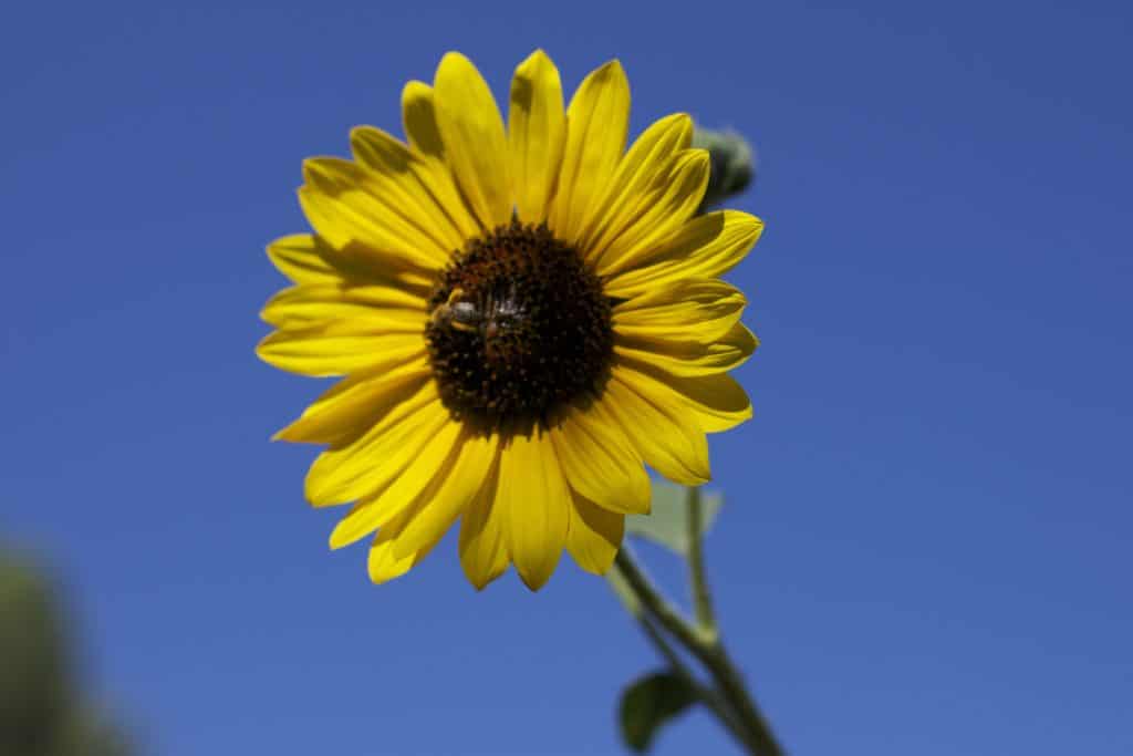 Making Mathematics Fun with Fibonacci